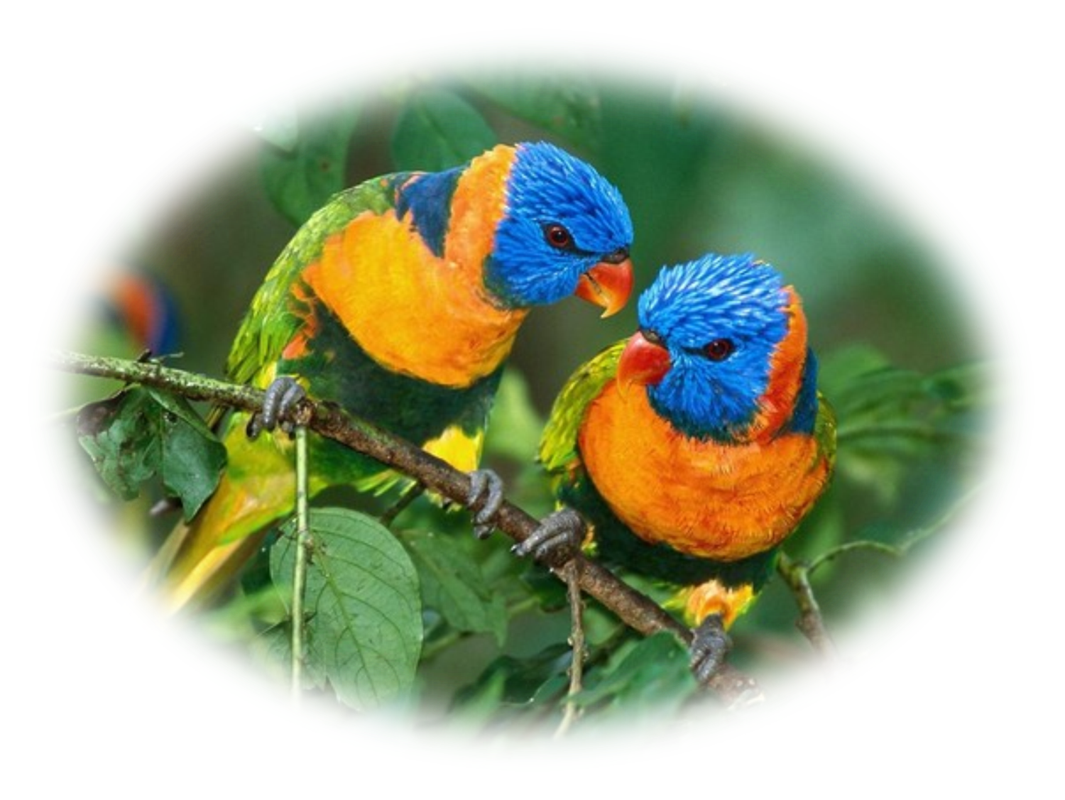 tubes oiseaux - Page 6